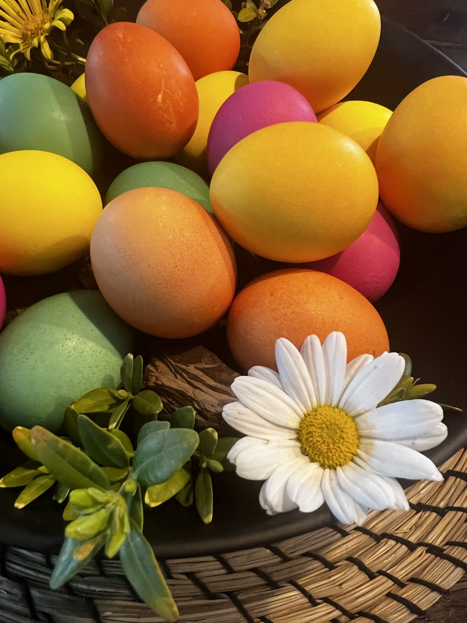 Frohe Ostern – Kooikerhondje of Placid Roses